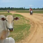 Countryside Tour by Scooter - What Travelers Say