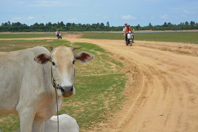 Countryside Tour by Scooter - What Travelers Say