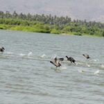 Coyuca Town Tour and Baby Turtle Release - The Sum Up