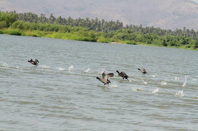 Coyuca Town Tour and Baby Turtle Release - The Sum Up