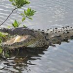 Cozumel 4x4 Adventure Punta Sur and Virgin Beach All Inclusive - Who Should Book This Tour?