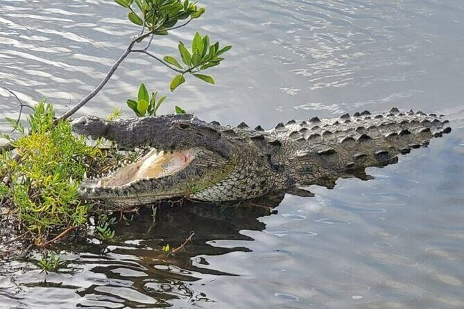 Cozumel 4x4 Adventure Punta Sur and Virgin Beach All Inclusive - Who Should Book This Tour?