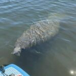 Crystal River Sunrise Manatee Clear Kayak Tour - The Experience in Depth