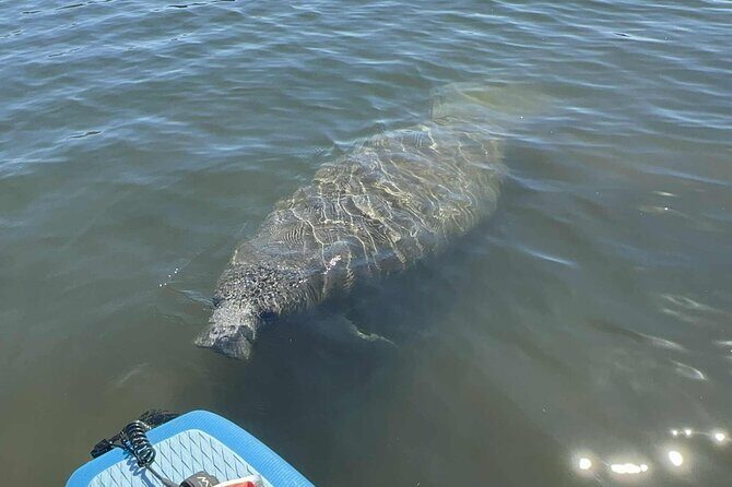 Crystal River Sunrise Manatee Clear Kayak Tour - The Experience in Depth