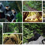 Cuc Phuong National Park Adventure: Nature Tour in 1 day - What Makes This Tour Stand Out
