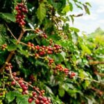 Cultural Immersion in Cacao and Coffee in the Southern Sierra of Oaxaca - Discovering the Charm of Santa María Huatulco