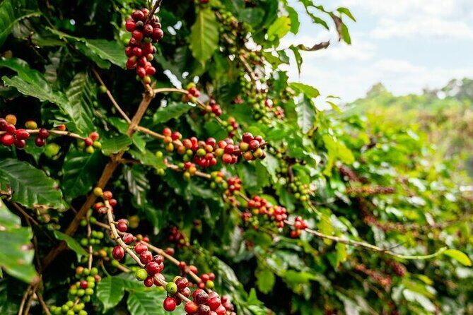 Cultural Immersion in Cacao and Coffee in the Southern Sierra of Oaxaca - Discovering the Charm of Santa María Huatulco