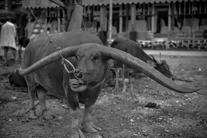 Culture Tours - Summary: Who Should Consider This?