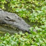 Customize Langkawi Full Day Tour (8 hrs-Private Tour) - The Sum Up