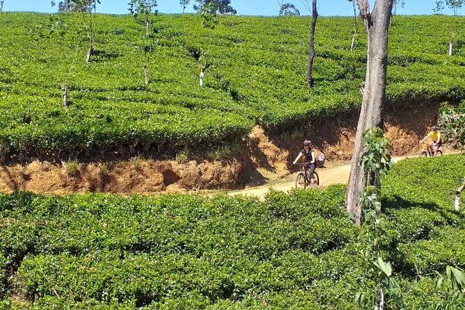 Cycle down to Hatton. Train ride back. - Exploring the Tour: From Nuwara Eliya to Hatton and Back