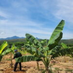 Da Nang ATV Quad Bike Adventure - Authentic Reviews & What Travelers Say