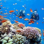 Da Nang/Hoi An: Cham Island Snorkeling or Diving Tour - Practical Details: What You Need to Know