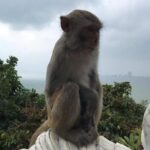 Da Nang Hotel To Hoi An Old Town And Back Da Nang - Detailed Review of the Transfer Experience