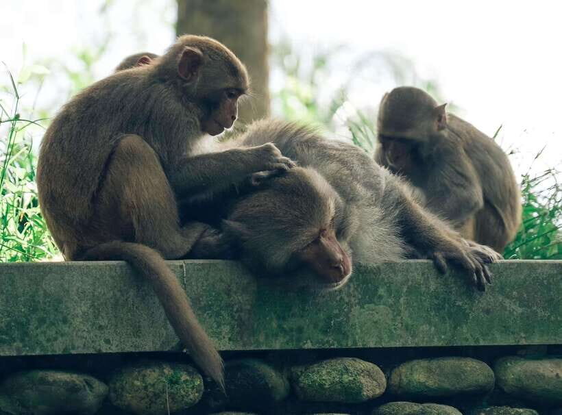 Da Nang: Marble Mountain, Lady Buddha and Hidden Gems Tour - Practical Details and What It Means for You