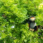 Da Nang: Wildlife watching, Douc Langurs watching, education - The Scenic Hill Visits and Photos