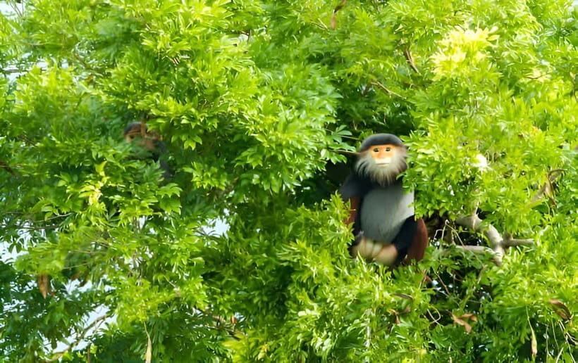 Da Nang: Wildlife watching, Douc Langurs watching, education - The Scenic Hill Visits and Photos