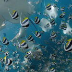 Daily Dive Single Tank Diving - Authentic Marine Encounters