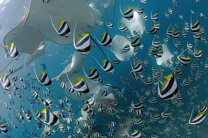 Daily Dive Single Tank Diving - Authentic Marine Encounters