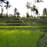 Daily Life Tour: Live Like A Local Farmer - An In-Depth Look at the Experience