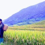 Daily Tour: Sapa Trekking in Muong Hoa valley, Bamboo forest - Practical Tips for a Smooth Trek