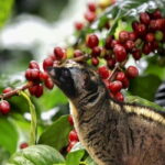 Dalat: Private Tour with Elephant Waterfall and Pagoda - What We Loved About This Tour