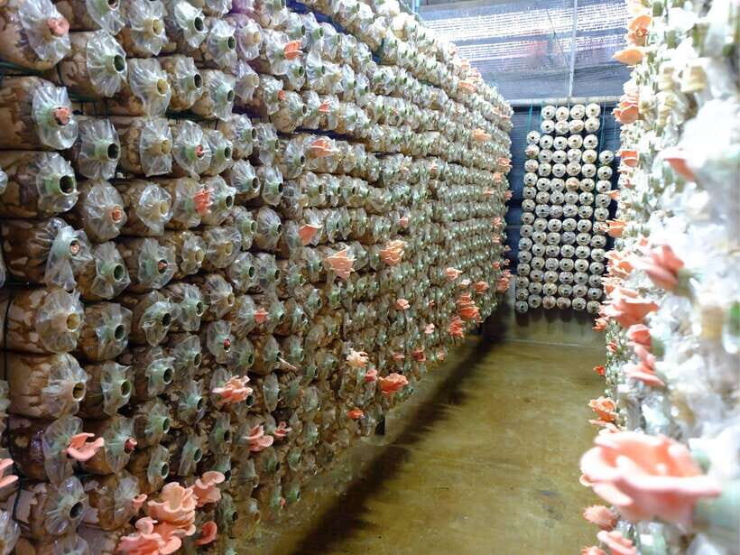 Dalat to Cat Tien National Park & Ho Chi Minh (2 or 3 Days) - What Makes This Tour Special?