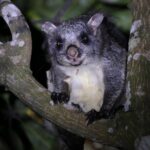 Dandeli Bird Photography Tour - Authentic Feedback from Birders and Nature Lovers