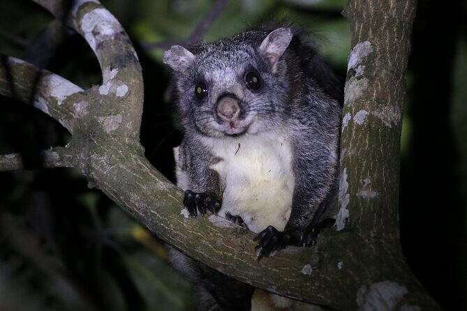 Dandeli Bird Photography Tour - Authentic Feedback from Birders and Nature Lovers