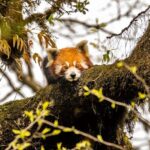 Darjeeling Singhalila Sandakphu Trek - Final Thoughts: Who Will This Tour Suit?