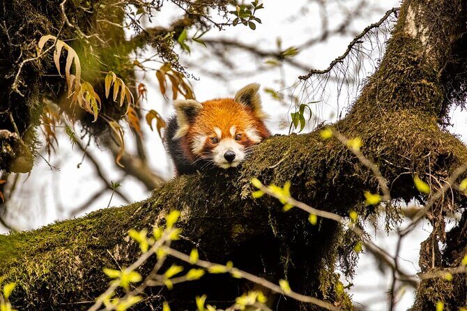 Darjeeling Singhalila Sandakphu Trek - Final Thoughts: Who Will This Tour Suit?