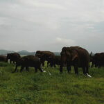 Day Excursion to Historical Sigiriya Rock and Minneriya National park Safari - The Minneriya National Park Safari: Elephants and Birdlife Galore