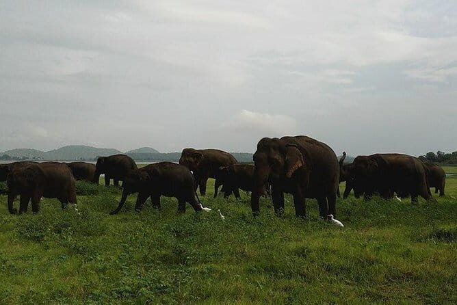 Day Excursion to Historical Sigiriya Rock and Minneriya National park Safari - The Minneriya National Park Safari: Elephants and Birdlife Galore