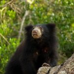 Day Excursion to Yala National Park From Colombo - Why This Tour Delivers Value