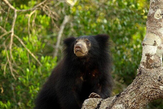 Day Excursion to Yala National Park From Colombo - Why This Tour Delivers Value