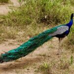 Day Excursions to Udawalawe From Galle (Transfer only) - The Journey Begins: From Galle to Udawalawe