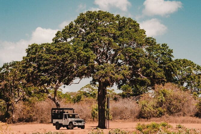 Day Excursions to Wilpattu National Park from Negombo - Is this tour worth your money?