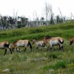 Day Tour of Hustai National Park - Group Size, Transportation, and Value