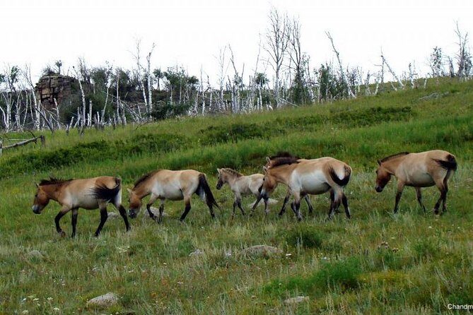Day Tour of Hustai National Park - Group Size, Transportation, and Value