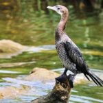 Day Tour to Anawilundawa Wetland Sanctuary - Comfortable, Private Transportation: The Key to a Stress-Free Day