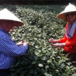 Day Tour to Discover the Secrets of Hangzhou's Tea Culture - Breaking Down the Itinerary: What to Expect