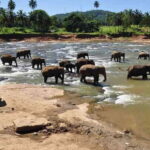 Day Tour to Elephant Orphanage / spice garden - Who Should Consider This Tour?