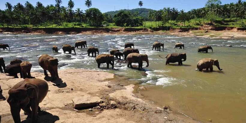 Day Tour to Elephant Orphanage / spice garden - Who Should Consider This Tour?