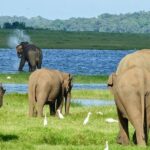 Day tour to Minneriya National Park,Sigiriya & Dambulla from Kandy - FAQ