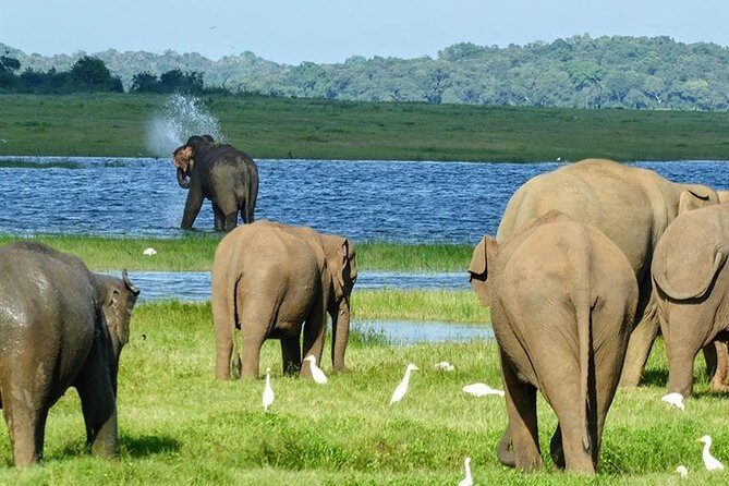 Day tour to Minneriya National Park,Sigiriya & Dambulla from Kandy - FAQ