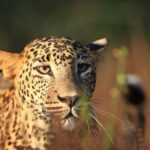 Day Tour to Wilpattu National Park from Bentota - Is the Cost Worth It?