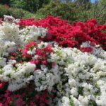 Day Trip Ashikaga Flower Park by Private Car from Tokyo - The Marvel of Ashikaga Flower Park