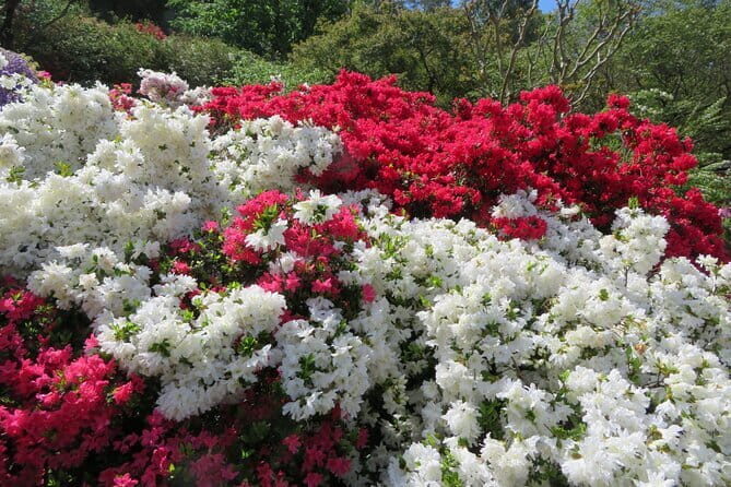 Day Trip Ashikaga Flower Park by Private Car from Tokyo - The Marvel of Ashikaga Flower Park