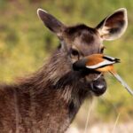 Day Trip from Goa to Anshi National Park (Kali Tiger Reserve) - Who Should Consider This Tour?