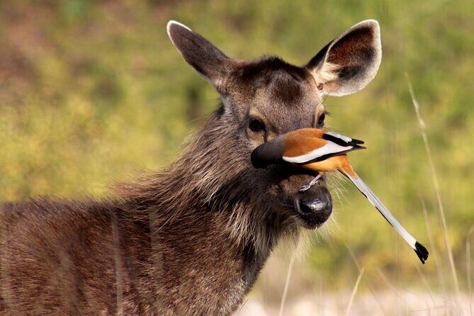 Day Trip from Goa to Anshi National Park (Kali Tiger Reserve) - Who Should Consider This Tour?