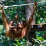 Day Trip Sepilok Orang Utan & Labuk Bay Proboscis Monkey - Who Will Appreciate This Tour?
